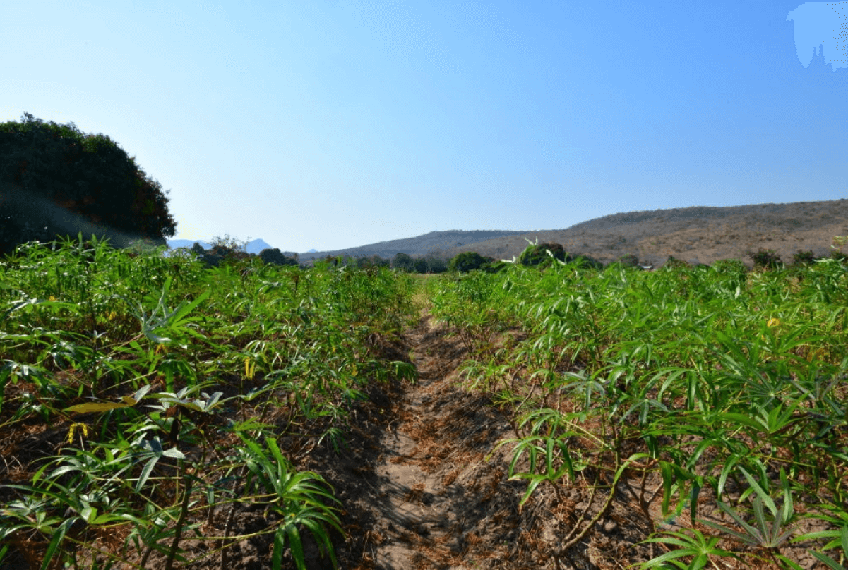 PREMIER PLANTATIONS LIMITED – Nosak Group